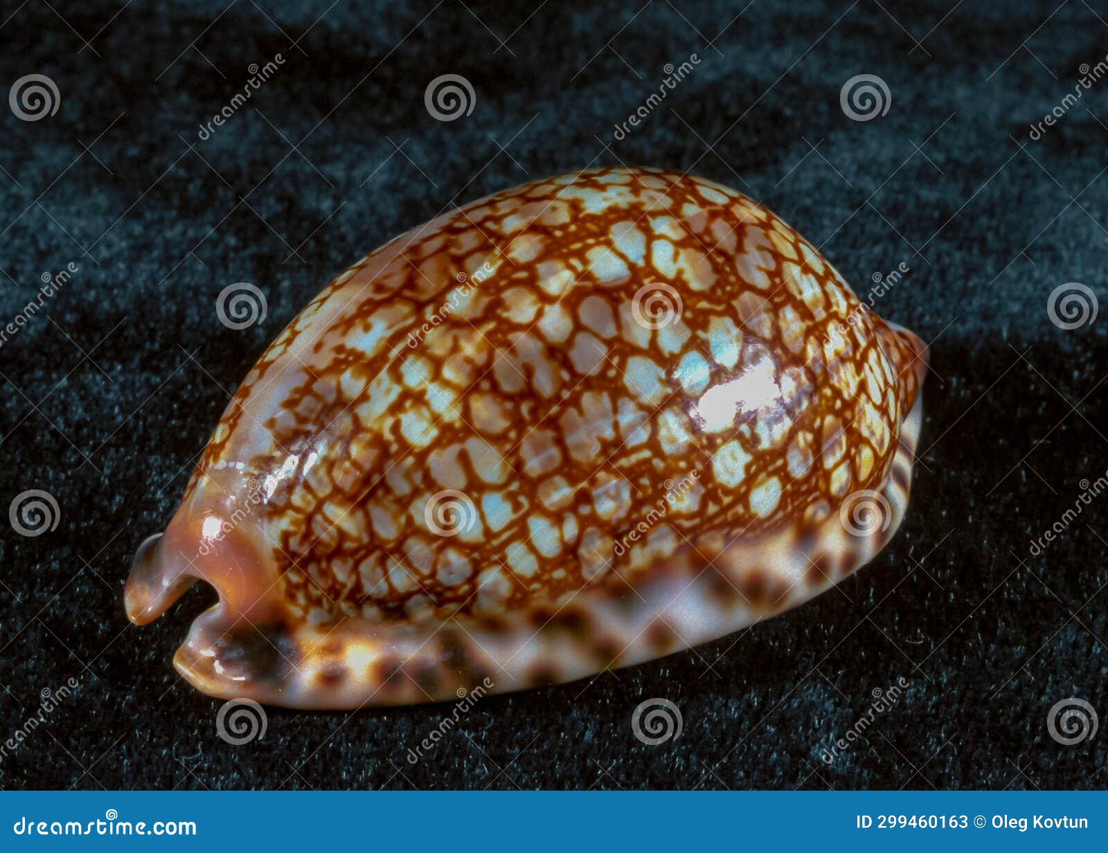 The Shiny Shell of the Gastropod Mollusc Cypraea Sp Stock Image - Image ...