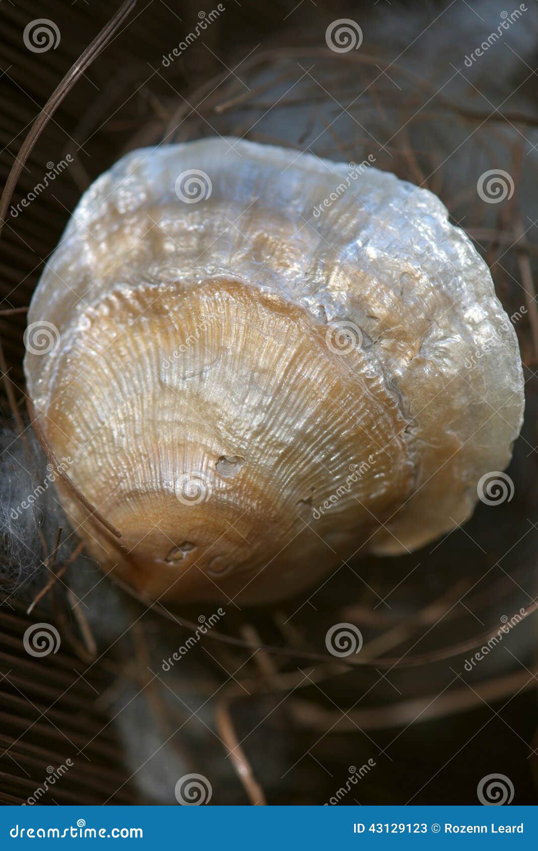 Shiny shell stock image. Image of brown, tones, decorative - 43129123