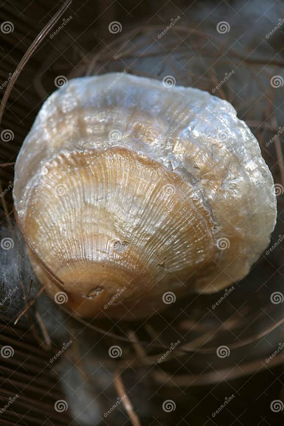 Shiny shell stock image. Image of brown, tones, decorative - 43129123