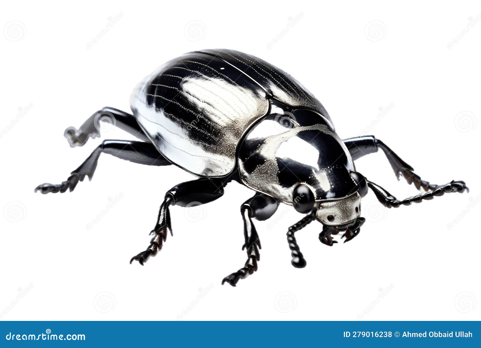Shiny Silver Beetle Isolated on Transparent Background, Generative Ai ...