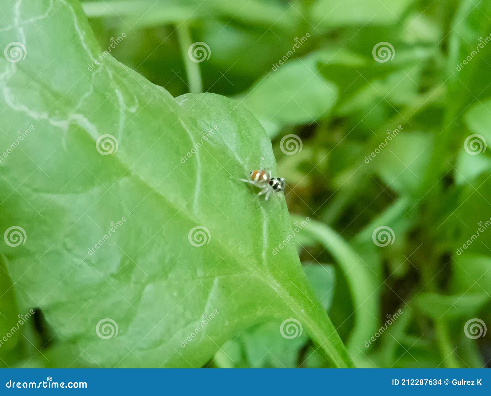 Shiny Spider on Spinach Plant Stock Photo - Image of detail, blue ...