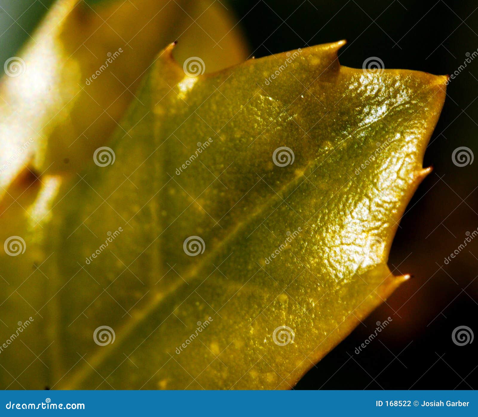 Shiny Spikey Leaf Picture. Image: 168522