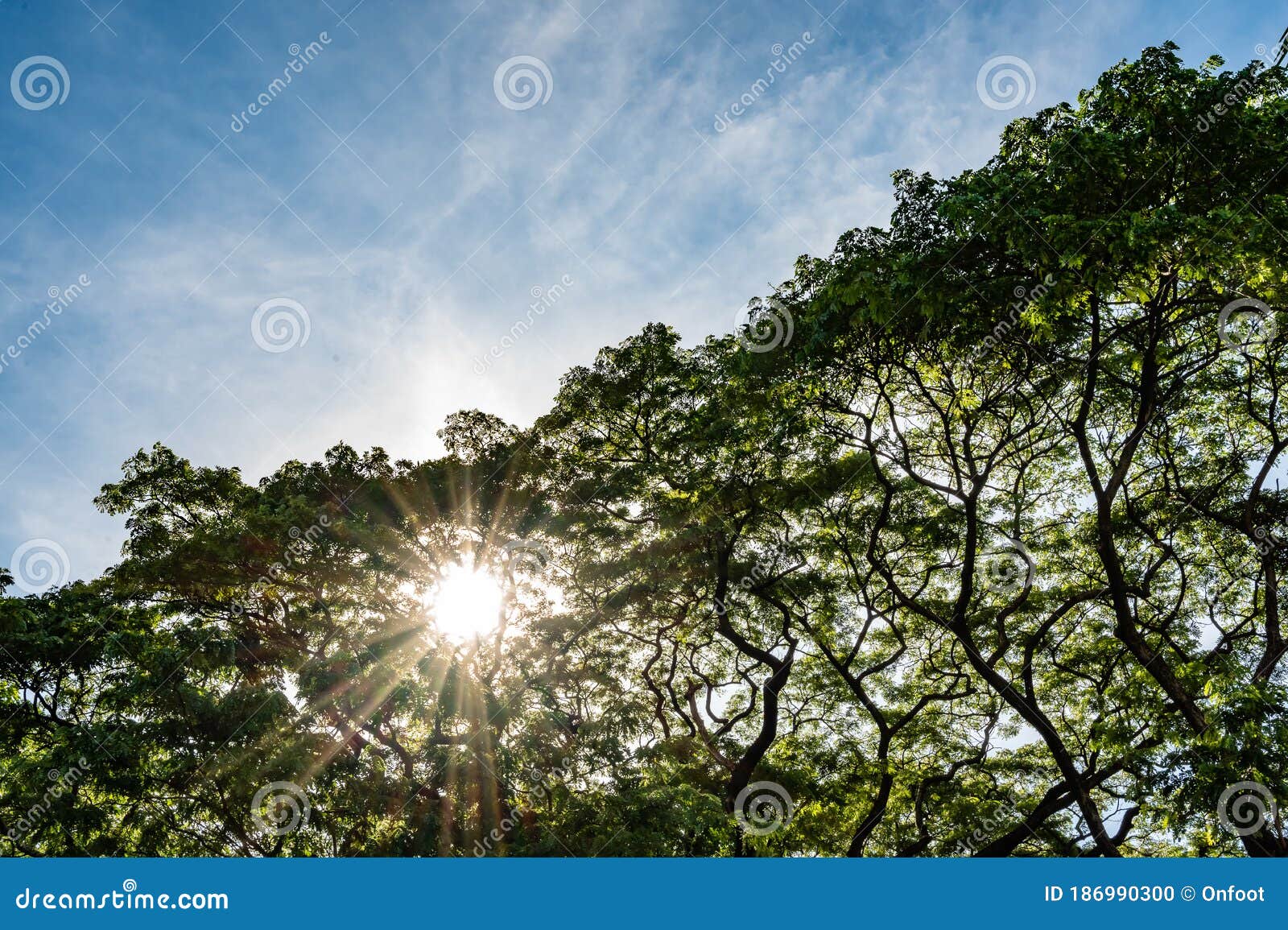 Shiny Sun Ray through the Rain Tree Branches and Leaves Stock Photo ...