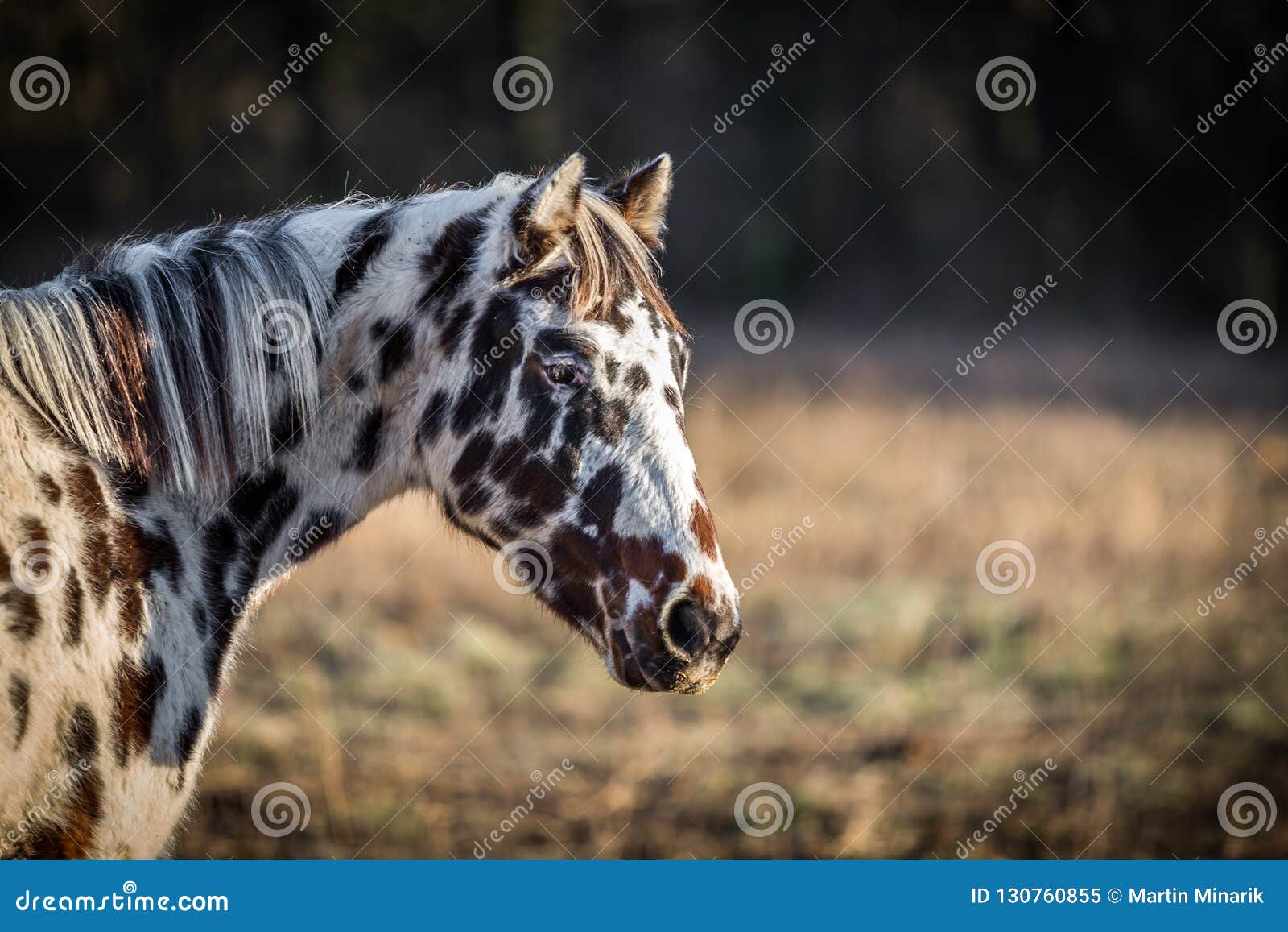 Beautiful Young Appaloosa Horse Portrait in the Fields Stock Image ...