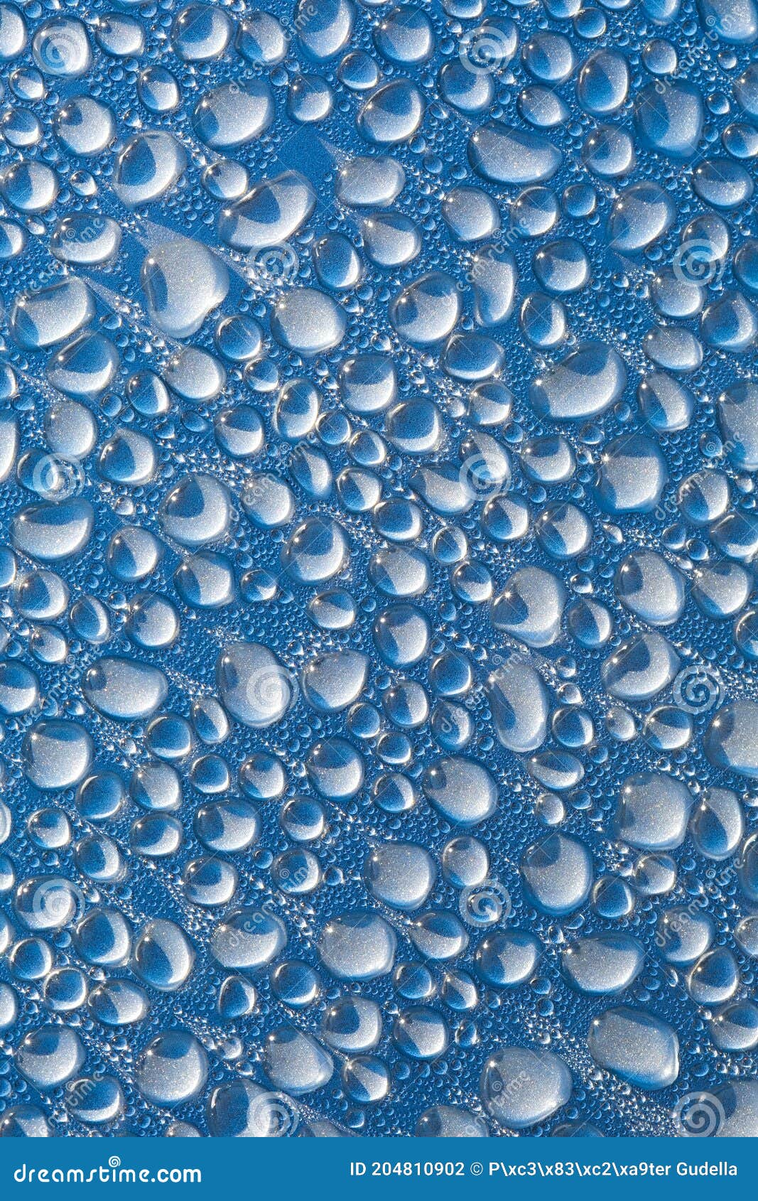Shiny Water Droplets stock photo. Image of nature, closeup - 204810902