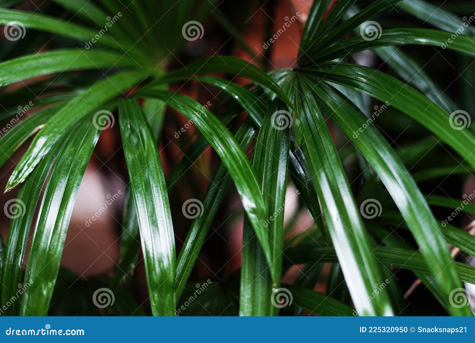 Shiny leaves stock photo. Image of garden, flower, shiny - 225320950