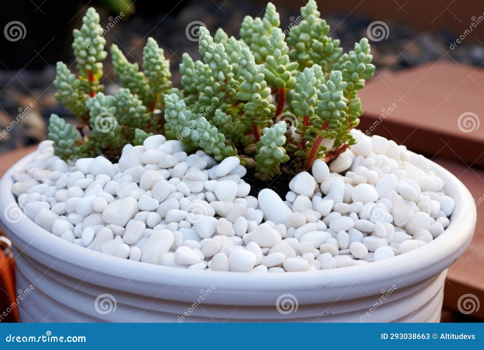 Shiny White Perlite Pebbles in a Pot Stock Image - Image of natural ...