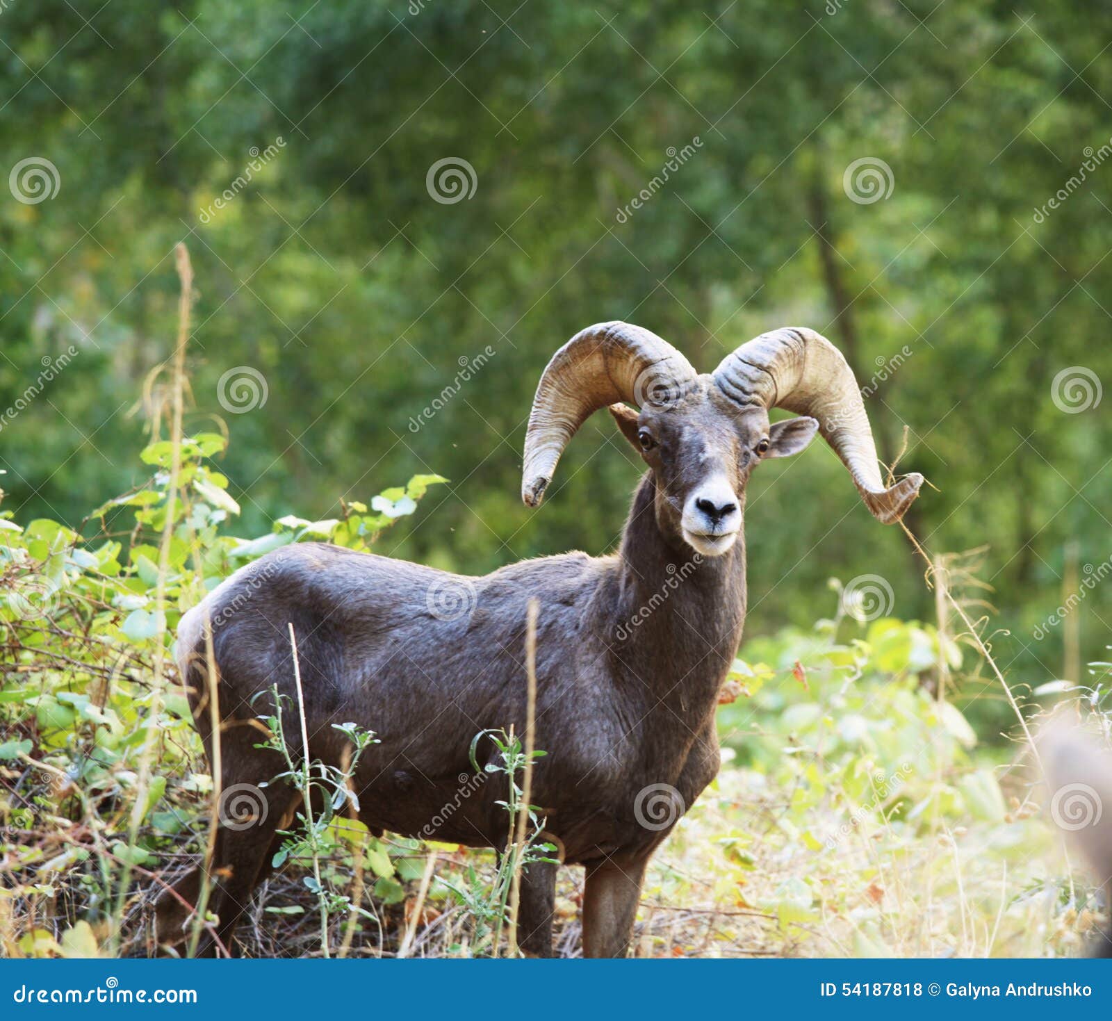Ship stock photo. Image of animal, sheep, quick, taurus - 54187818