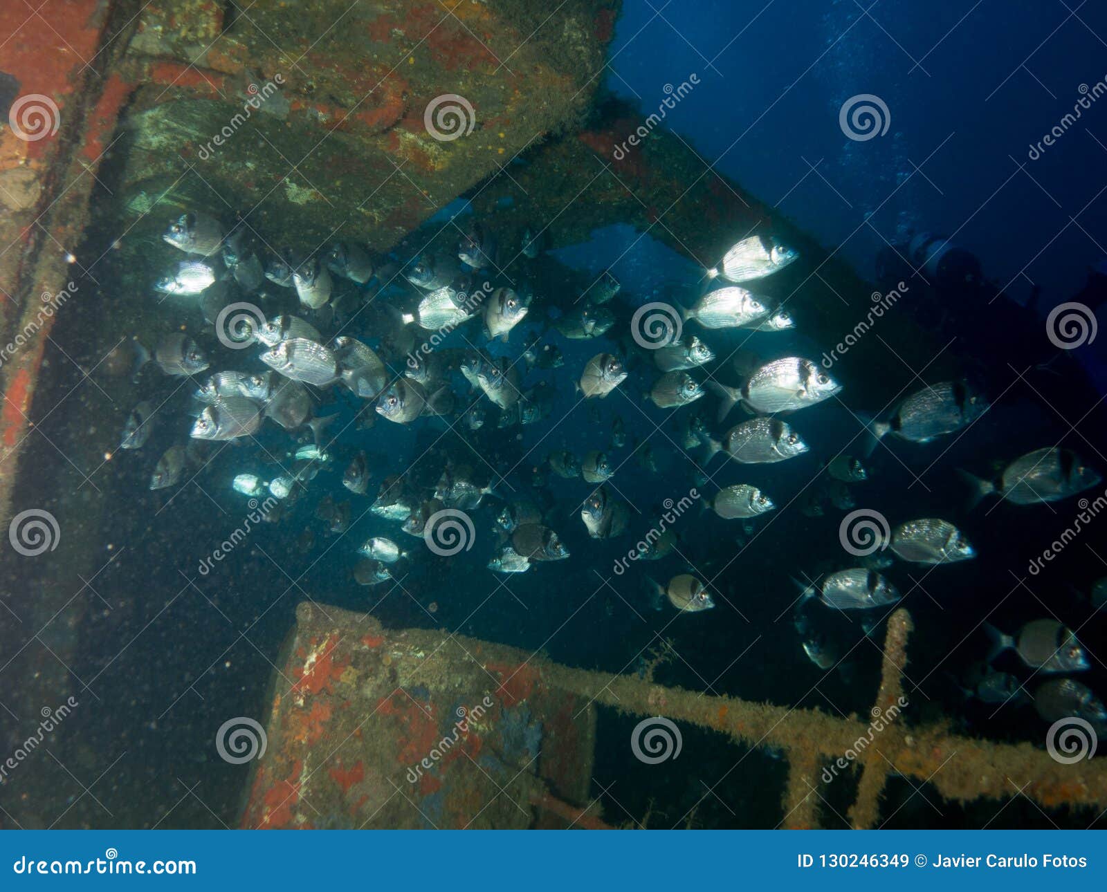 Ship sunk in the sea stock image. Image of dive, holiday - 130246349