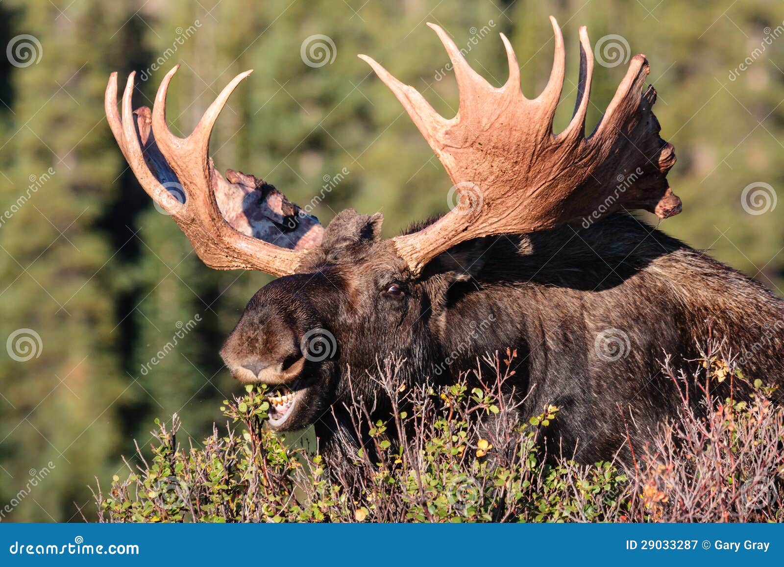 Shiras Bull Moose stock image. Image of critter, forest - 29033287