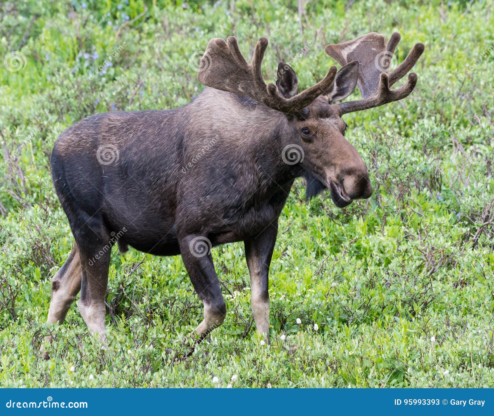 Moose In Rocky Mountain National Park Royalty-Free Stock Image ...