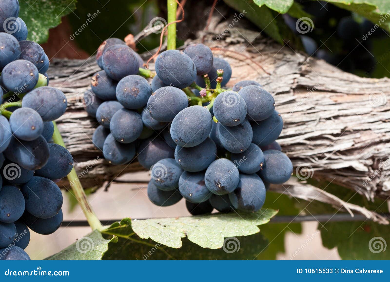Shiraz grapes stock image. Image of syrah, shiraz, cluster - 10615533