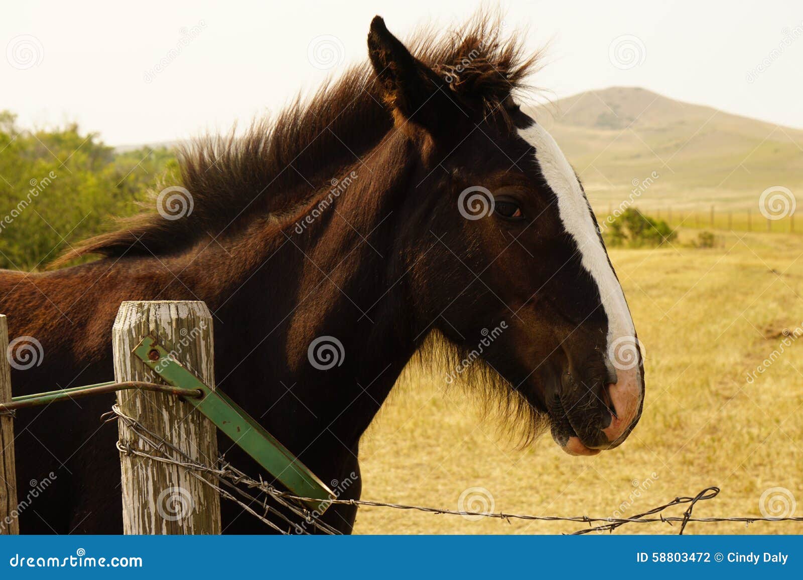Shire colt stock photo. Image of horse, colt, draft, shire - 58803472