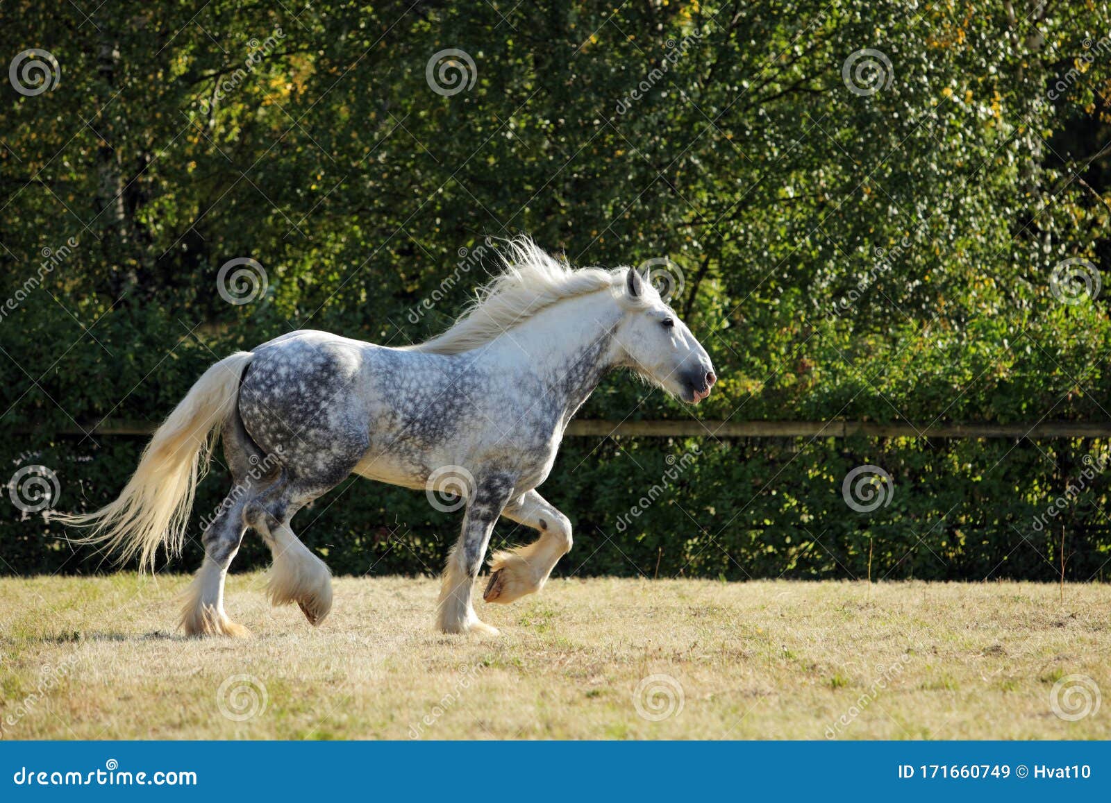 Shire Draft Horse Stallion Galloping in Evening Forest Stock Image ...