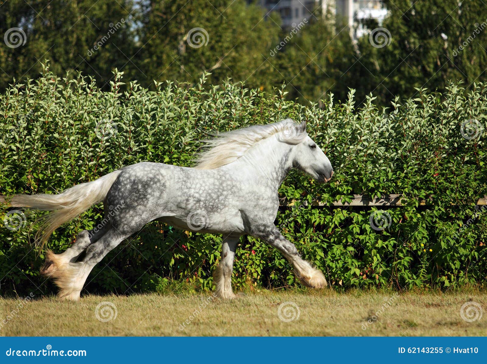 Draft Horses Running