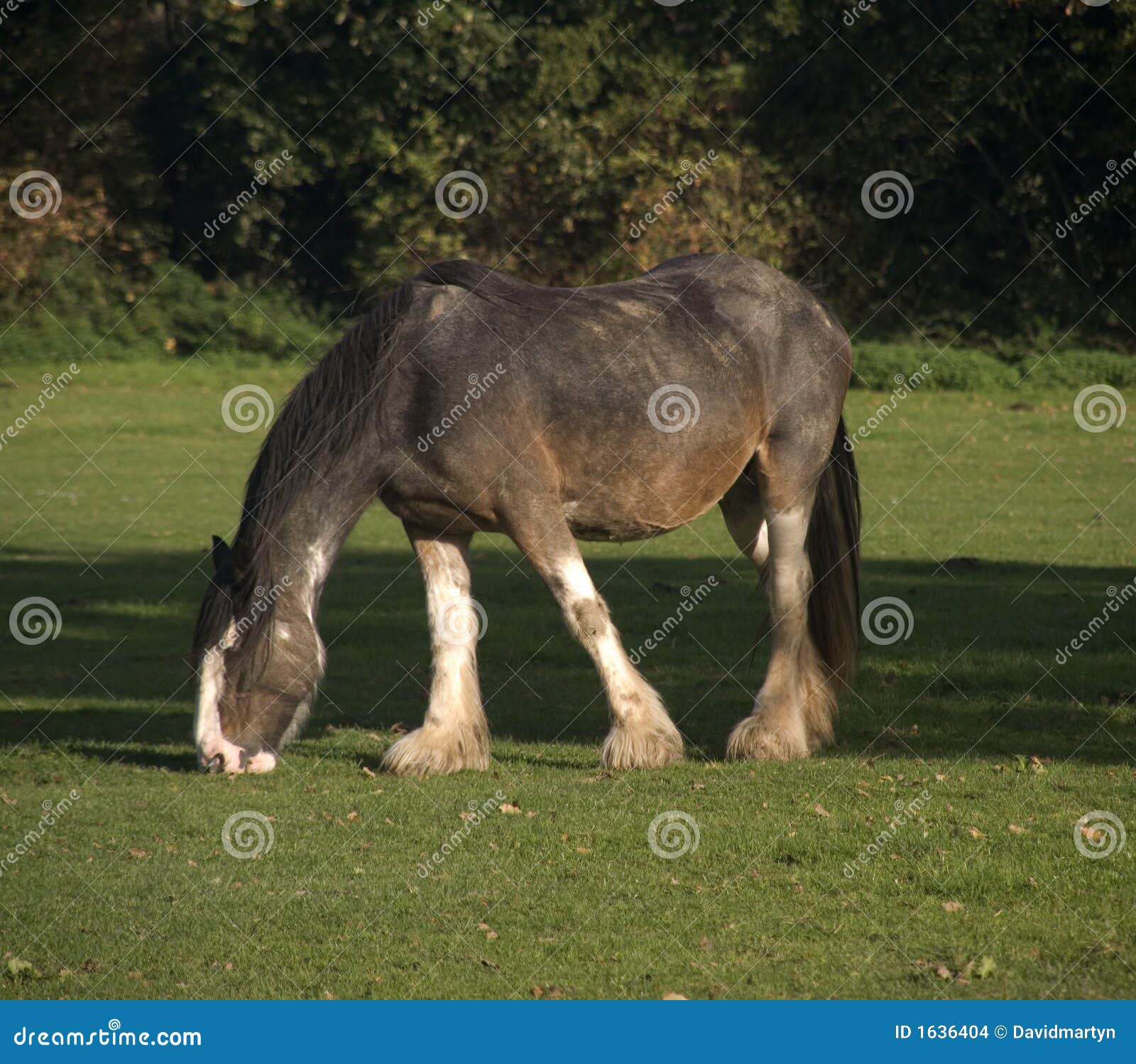 Shire Horse Stock Photo | CartoonDealer.com #1636404