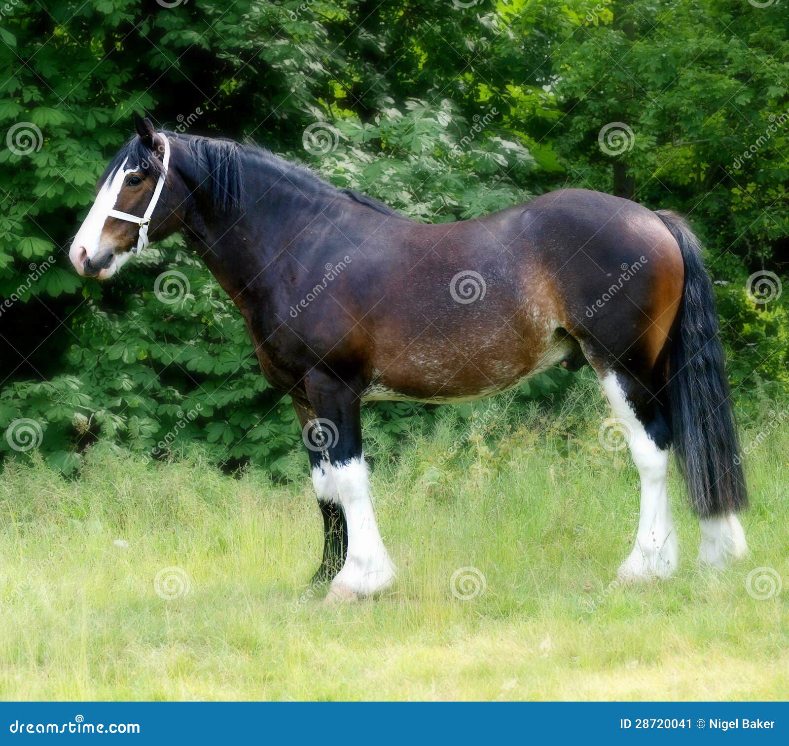 Shire Horse stock image. Image of pasture, meadow, paddock - 28720041