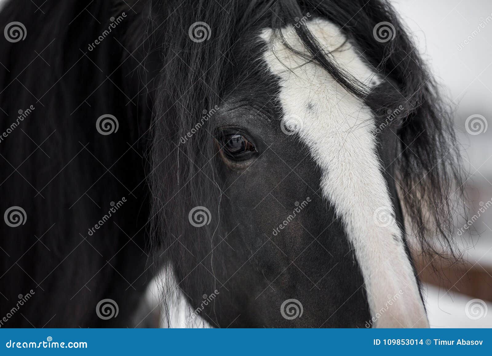 Shire horse stock photo. Image of mammal, sight, portrait - 109853014