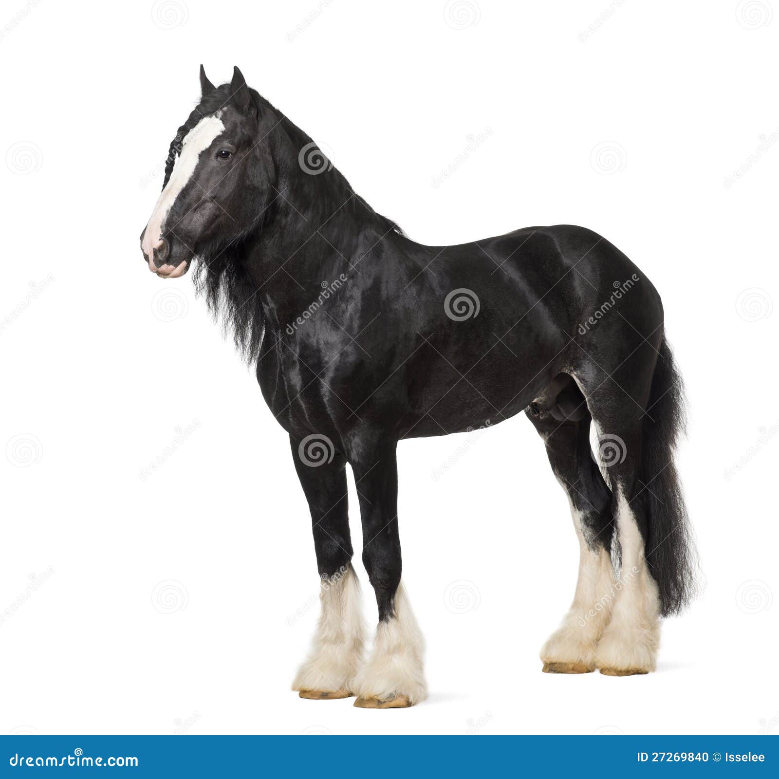 White Shire Stallion