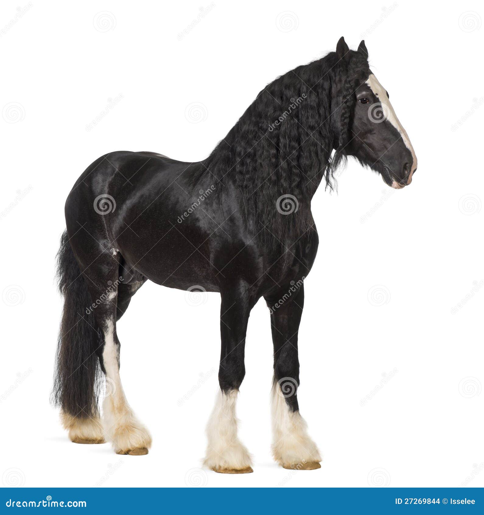 Shire Horse standing stock photo. Image of side, white - 27269844