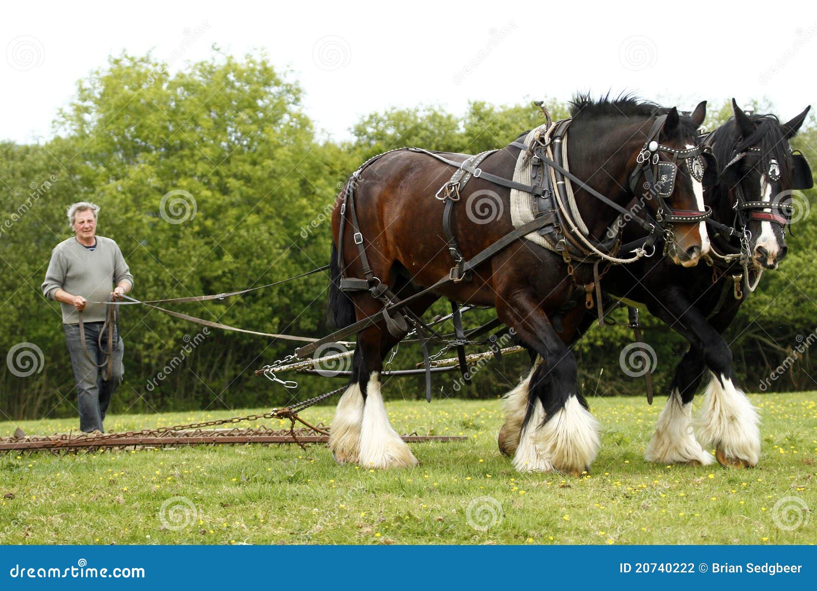 Farm Horses Working