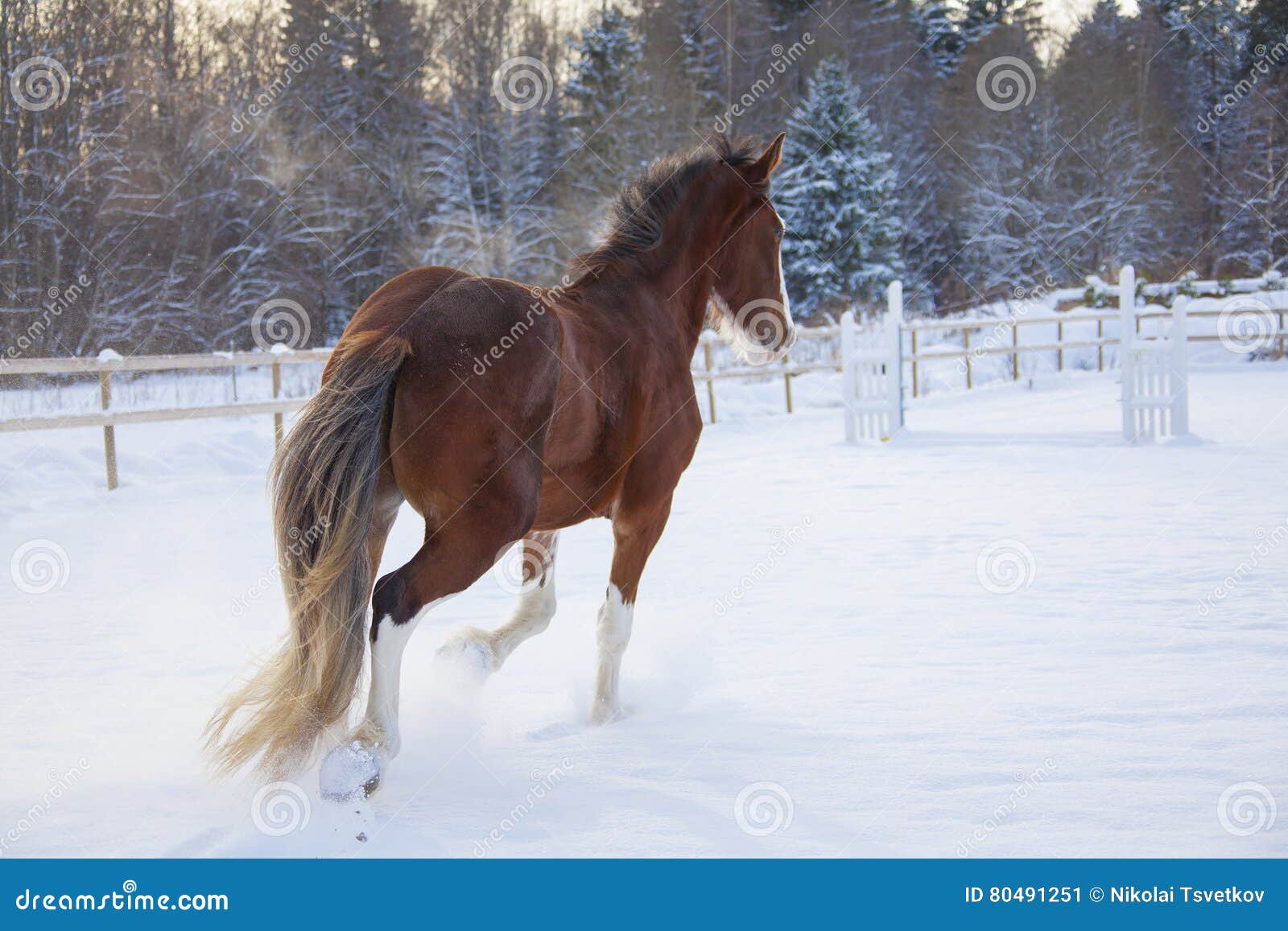 Shire Horse in winter stock image. Image of light, stallion - 80491251