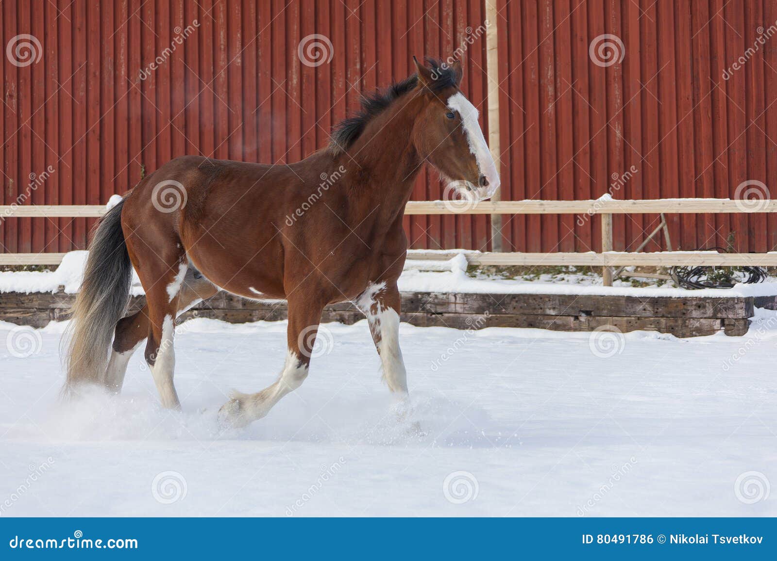 Shire Horse in winter stock photo. Image of white, head - 80491786