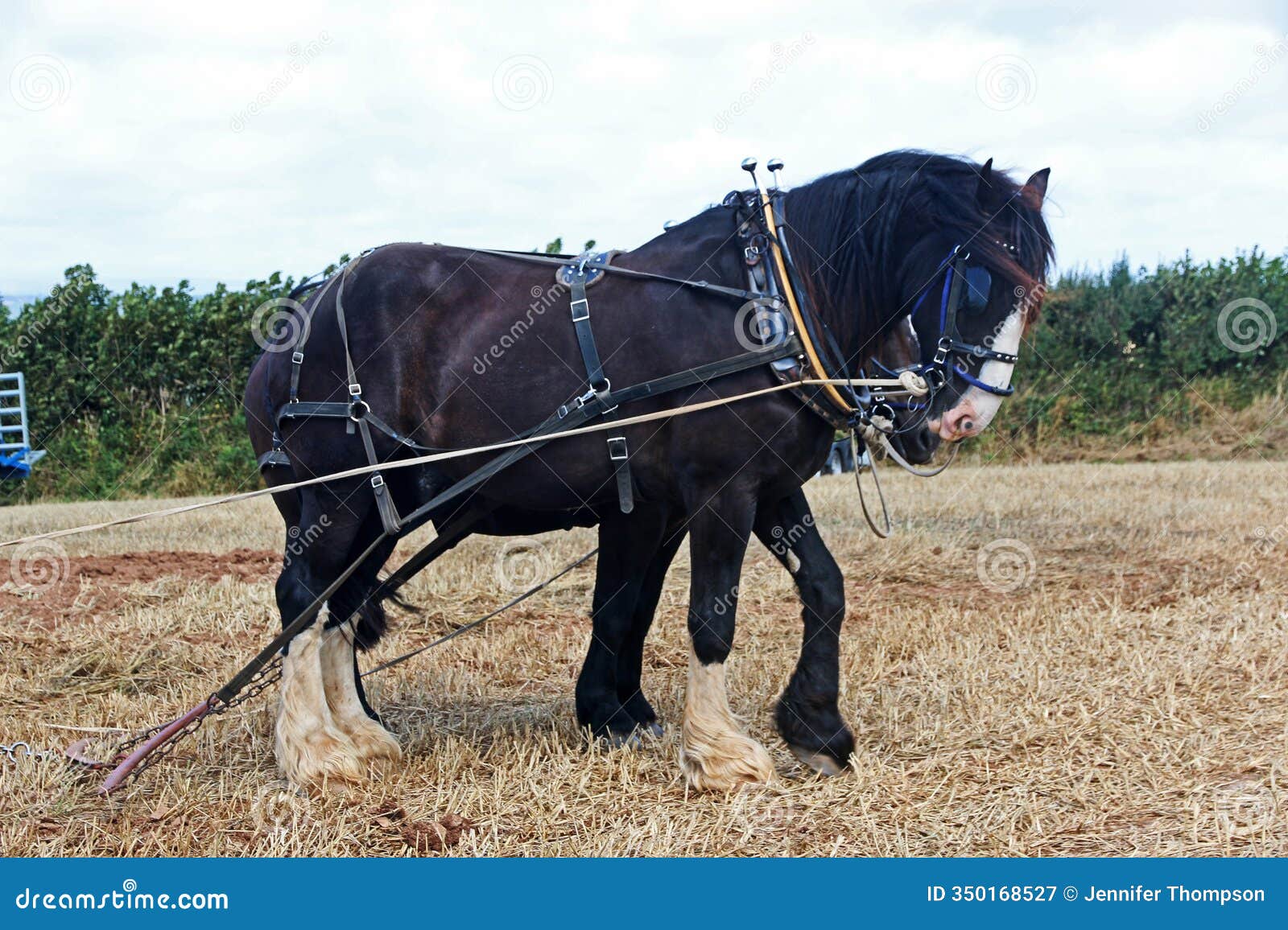 Shire Horses Pulling a Plought Stock Image - Image of farm, animal ...