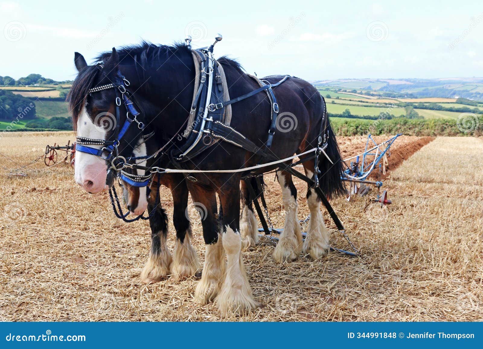 Shire Horses Pulling a Plought Stock Photo - Image of plough, pulling ...