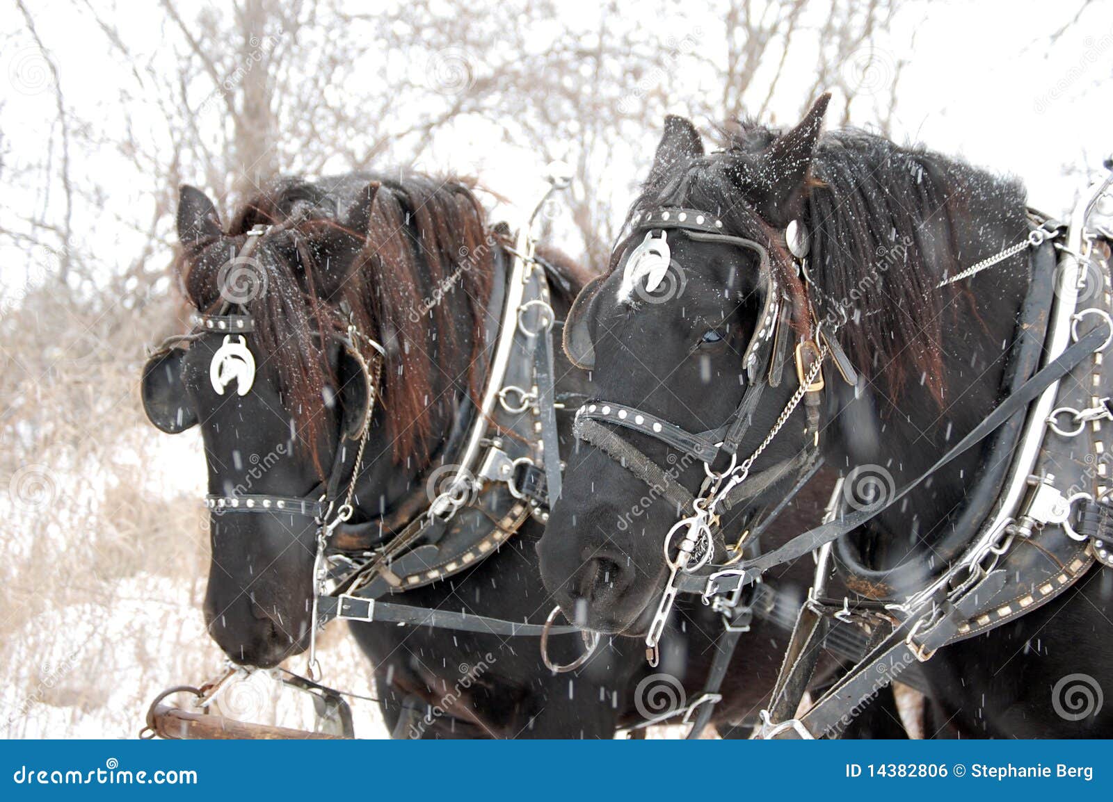 Shire Horses in Winter Snow Stock Photo - Image of halters, snowy: 14382806