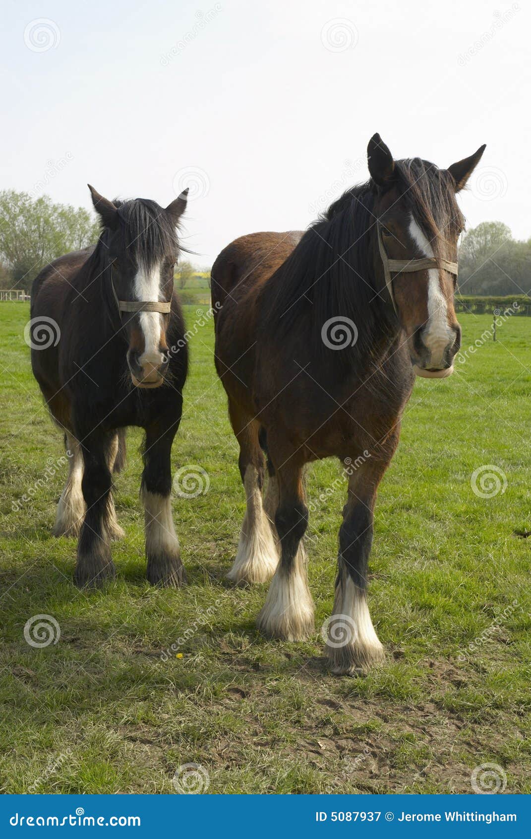 Shire_horses50 stock image. Image of heavy, strong, farmyard - 5087937
