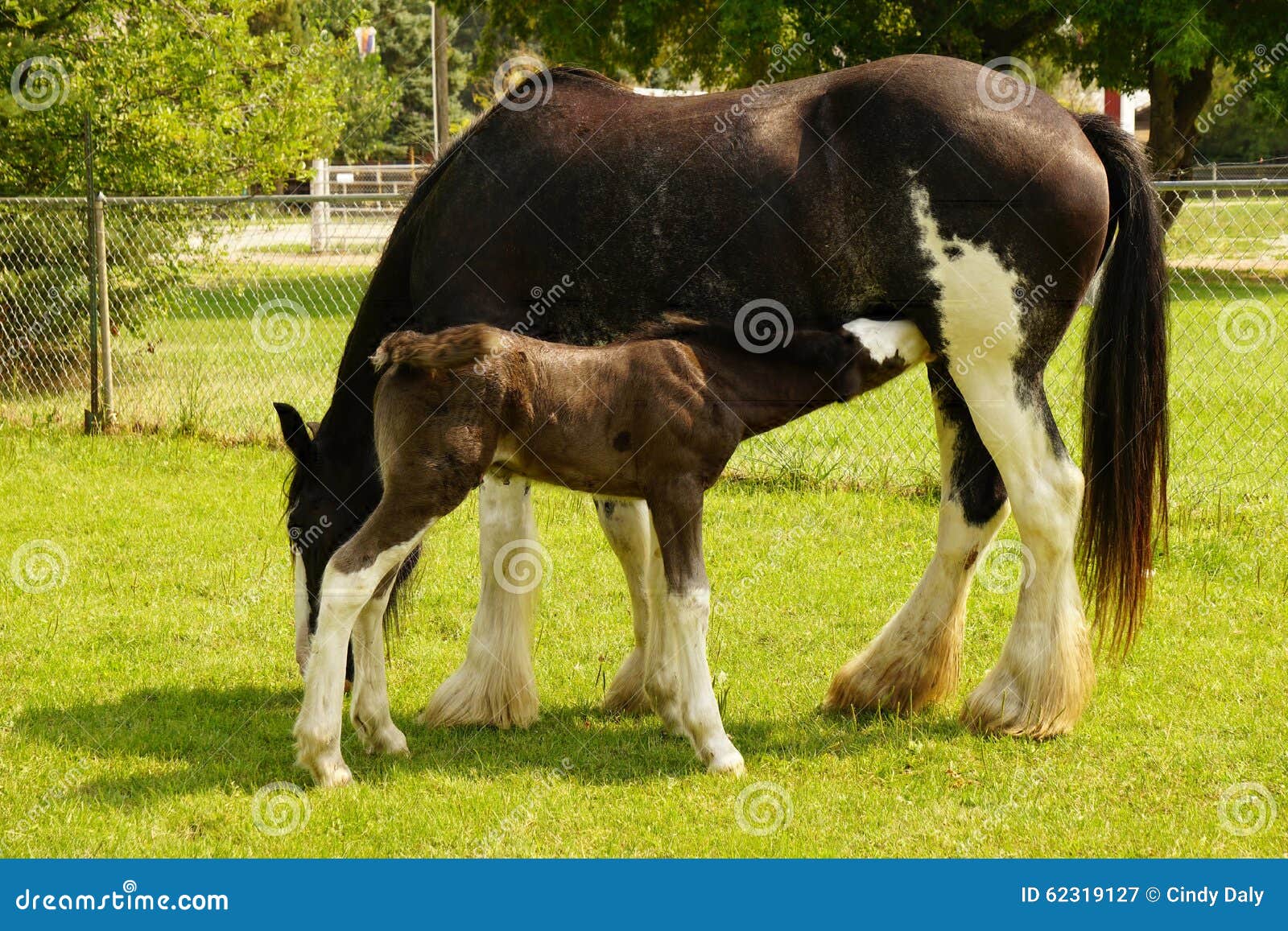 Shire mare and colt stock image. Image of mares, cowgirl - 62319127
