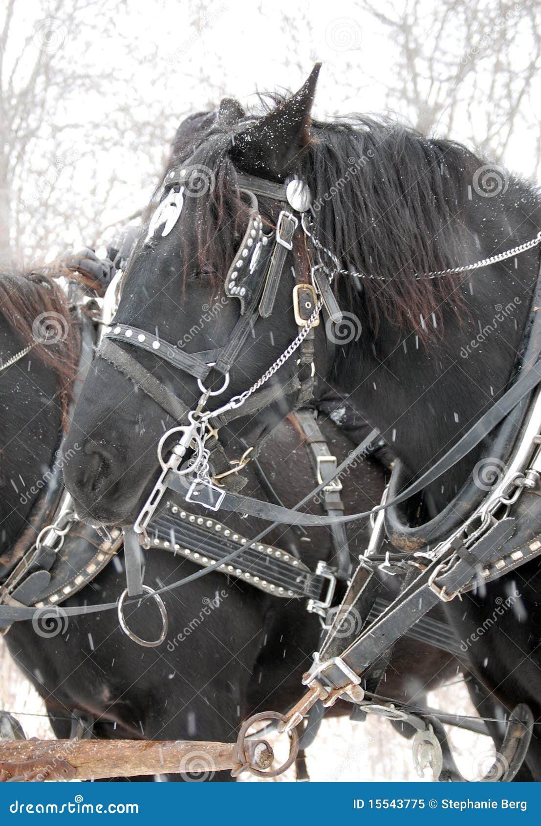 Shire Winter Horse in Snow stock image. Image of traditional - 15543775