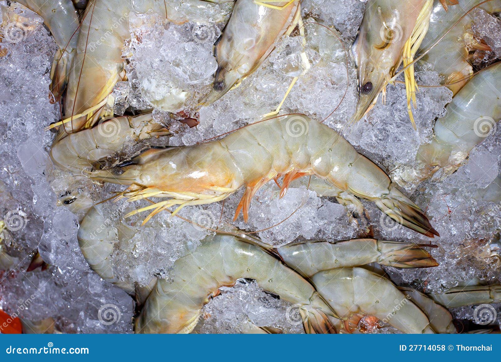 Shirmp stock photo. Image of cook, seafood, freeze, crustaceae - 27714058