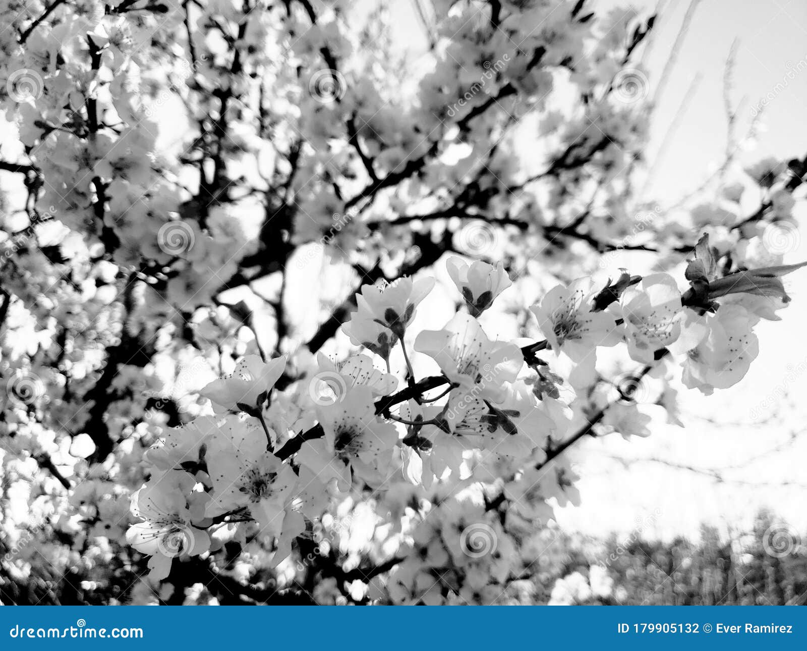 Shiro Sakura stock photo. Image of shiro, twig, blossoms - 179905132