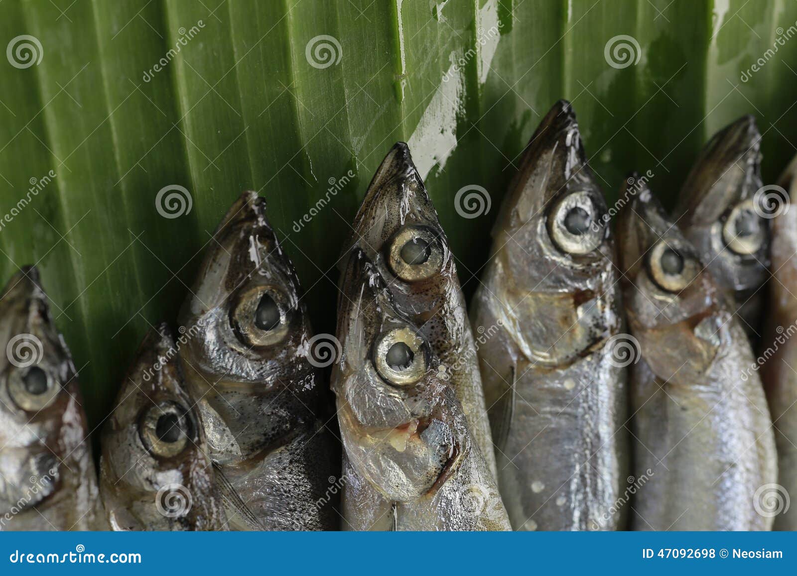 Shishamo Fishs Stock Photos - Free & Royalty-Free Stock Photos from ...