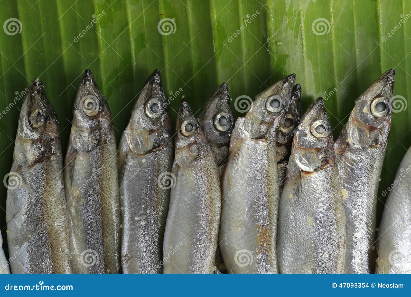 Shishamo fish stock photo. Image of firing, japanese - 47093354