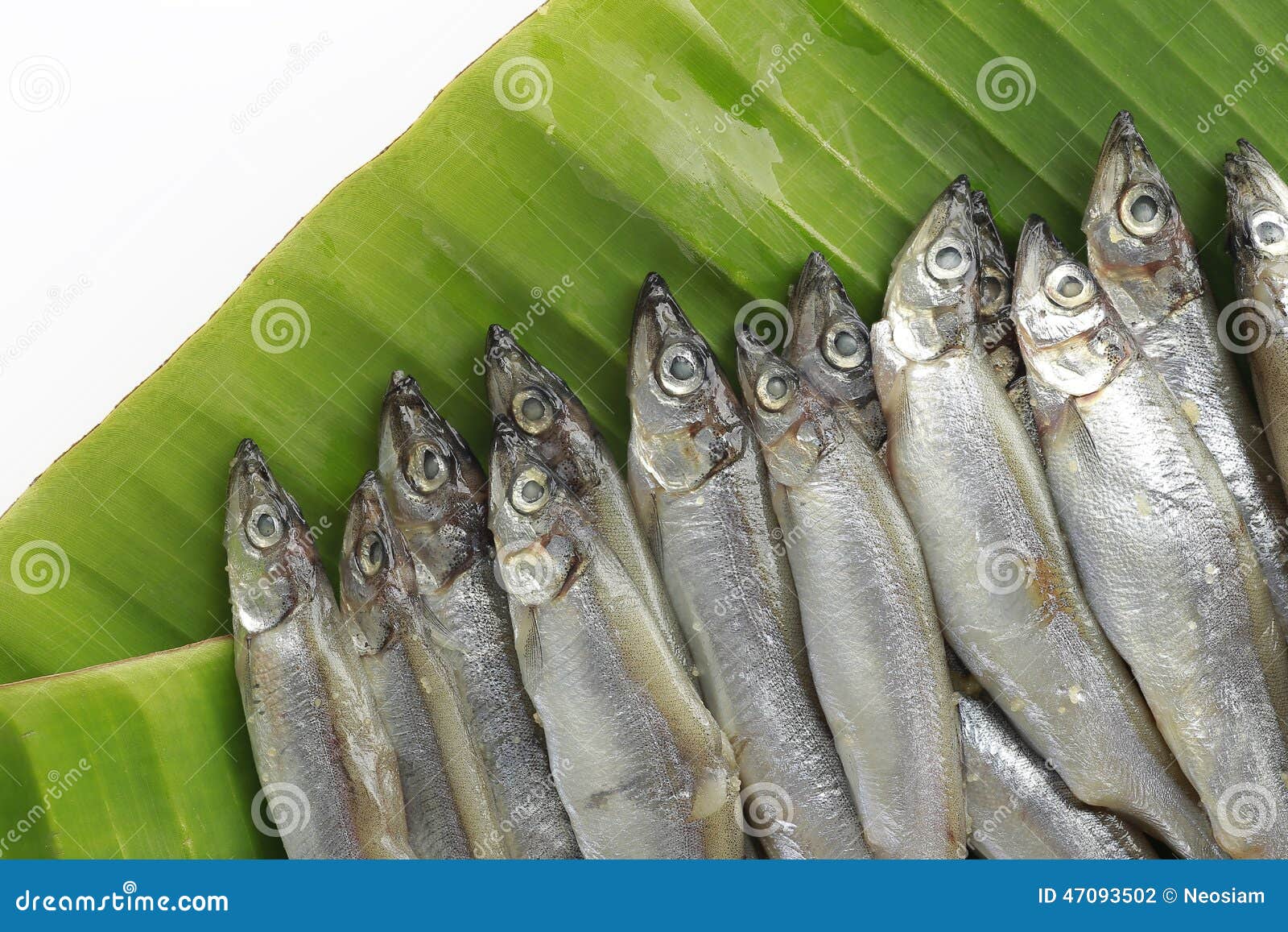 Shishamo fish stock photo. Image of fish, roasted, green - 47093502