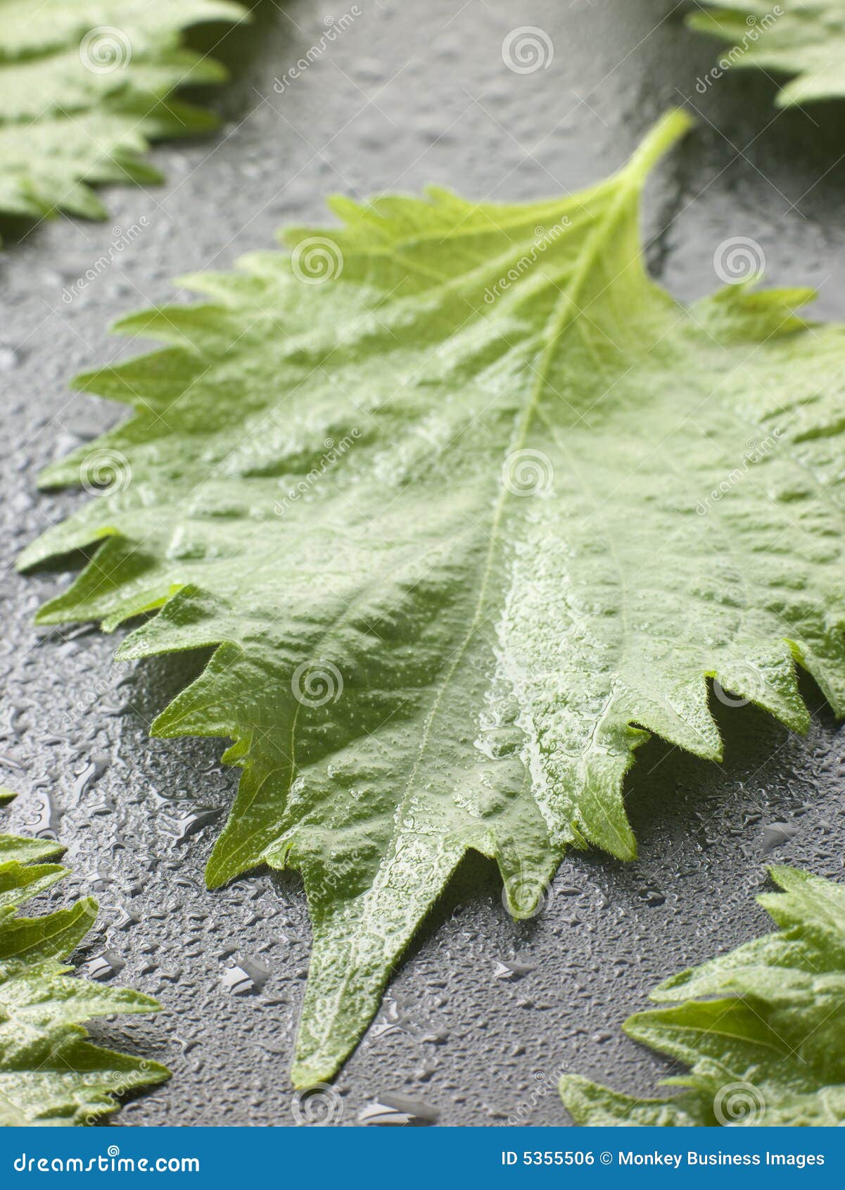 Shiso leaves stock photo. Image of foods, cuisine, leaves - 5355506