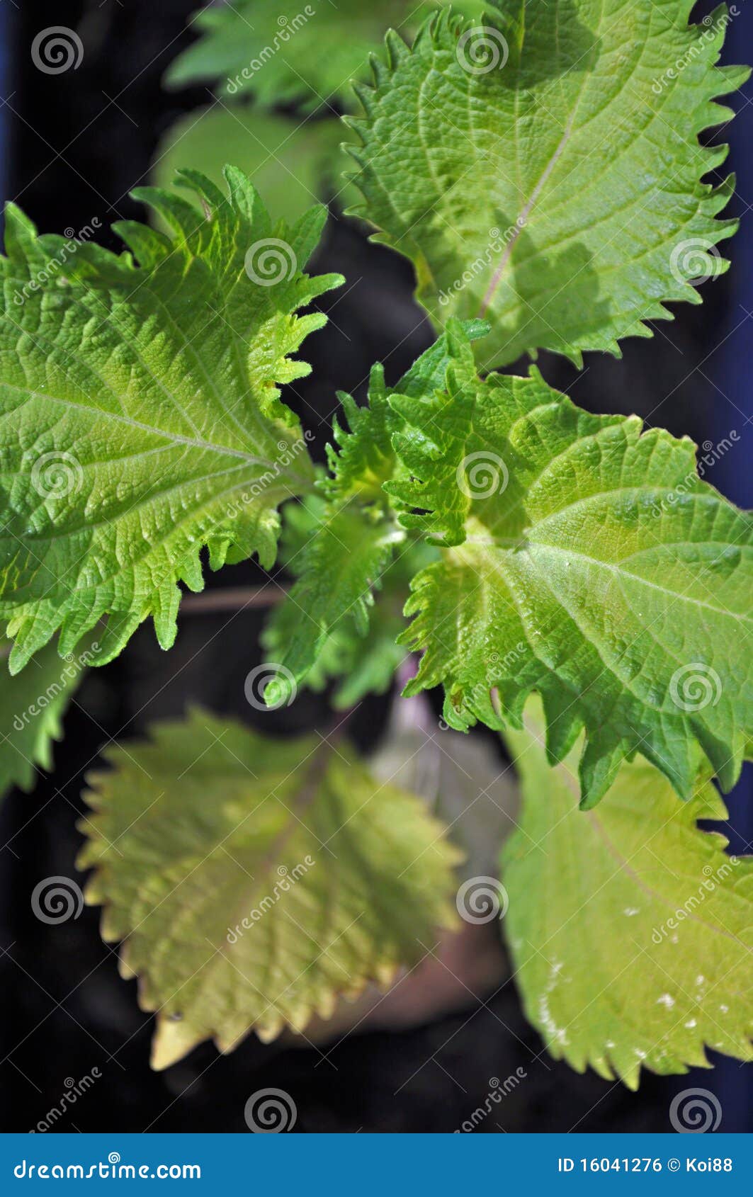 Shiso Plant stock photo. Image of shiso, cuisine, herb - 16041276