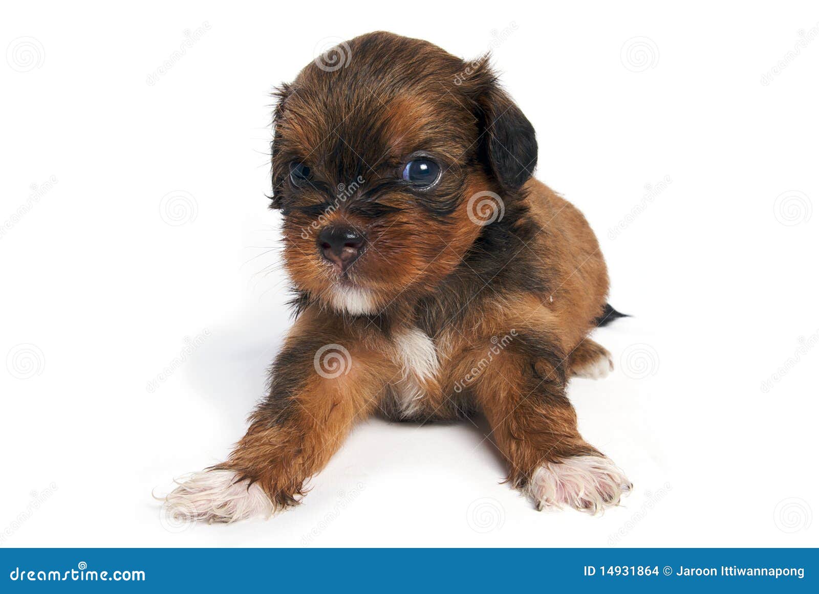 Shisu Puppy in isolated stock photo. Image of cute, doggy - 14931864