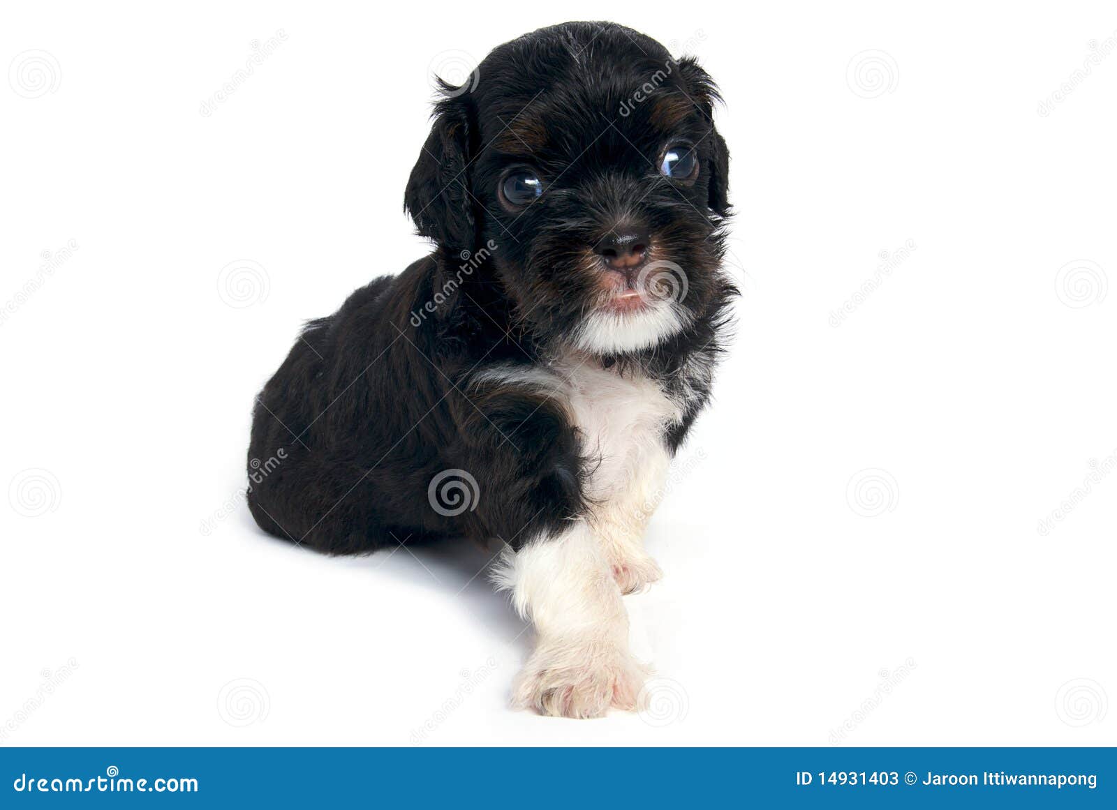 Shisu Puppy Sitting stock image. Image of look, little - 14931403