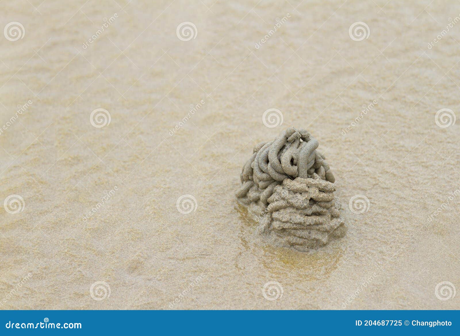 Shit Form Sand Worm Inside on a Beach Stock Image - Image of excited ...