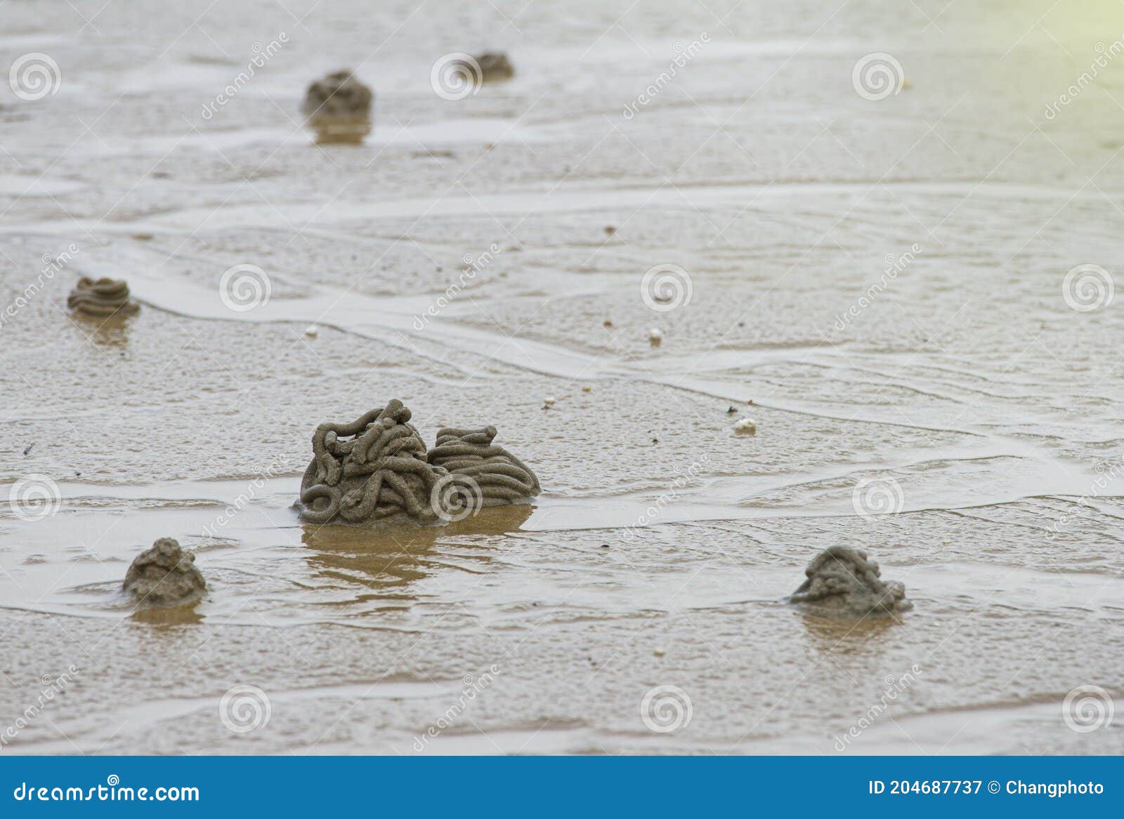 Shit Form Sand Worm Inside on a Beach Stock Image - Image of nature ...