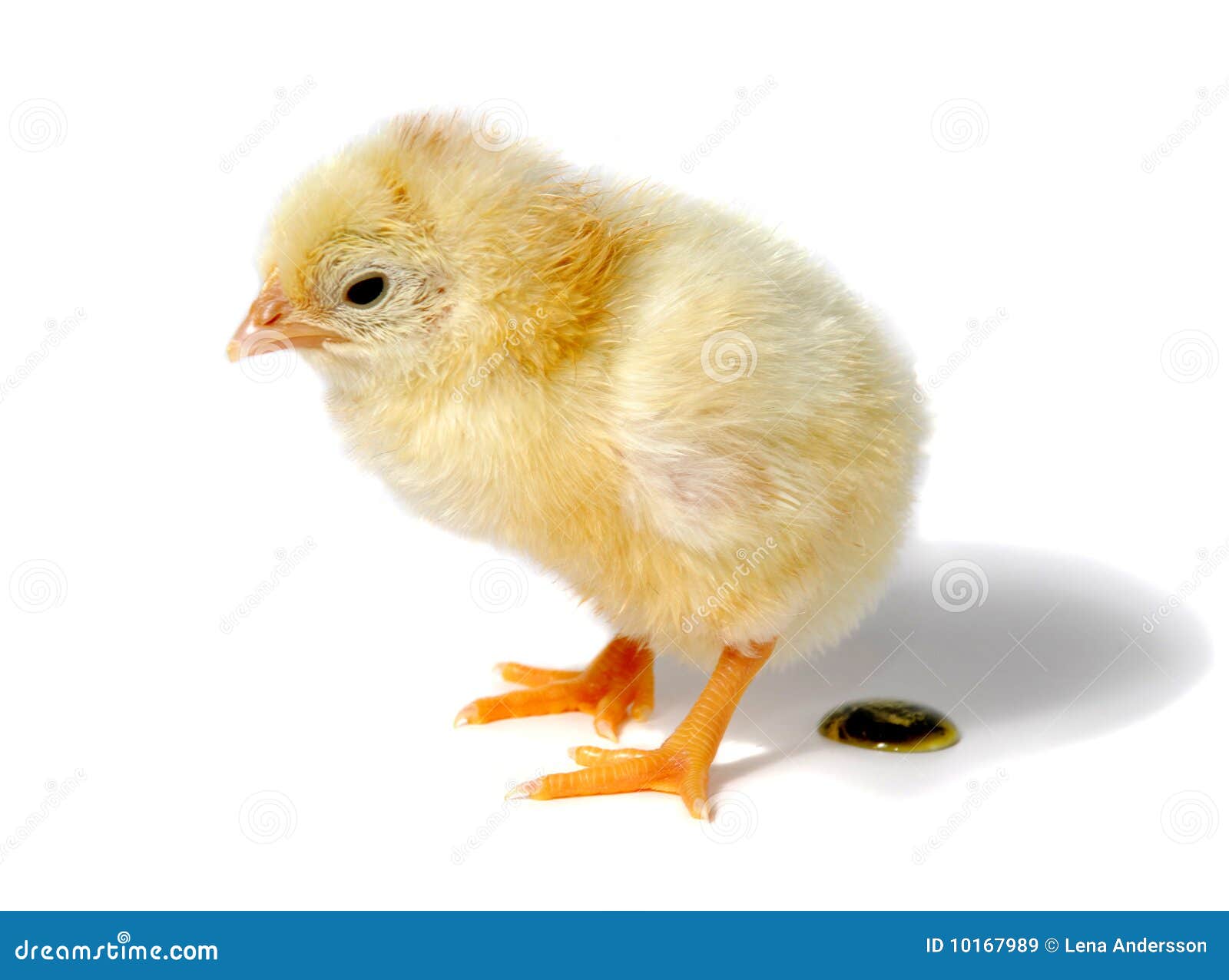 Shit happens stock image. Image of chicken, little, shit - 10167989