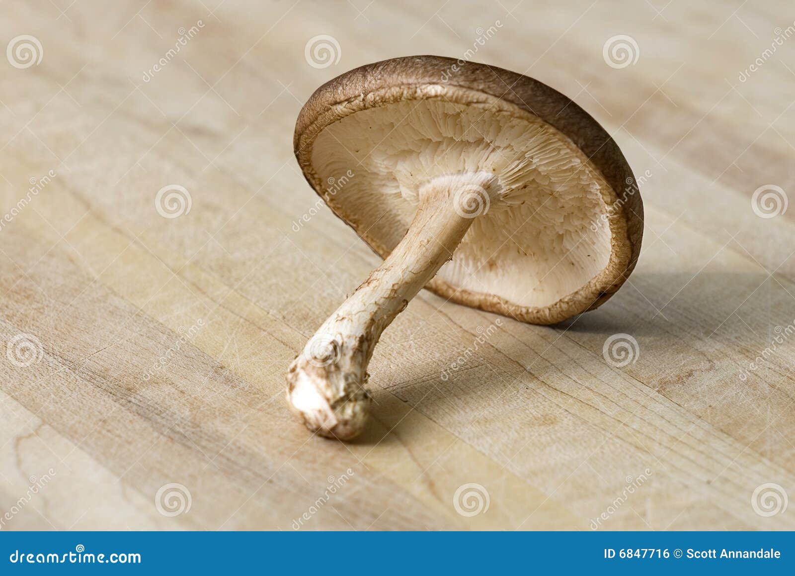 Shitake_Mushroom foto de archivo. Imagen de corte, comestible - 6847716