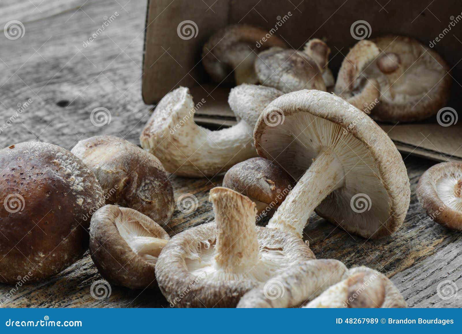 Shitake Mushroom in Cardboard Packaging Stock Image - Image of closeup ...