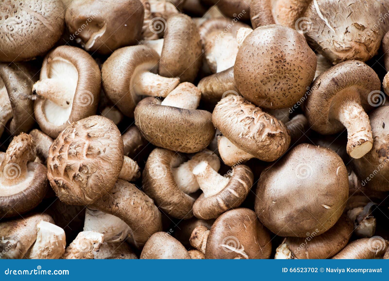 Shitake mushroom stock photo. Image of market, healthy - 66523702
