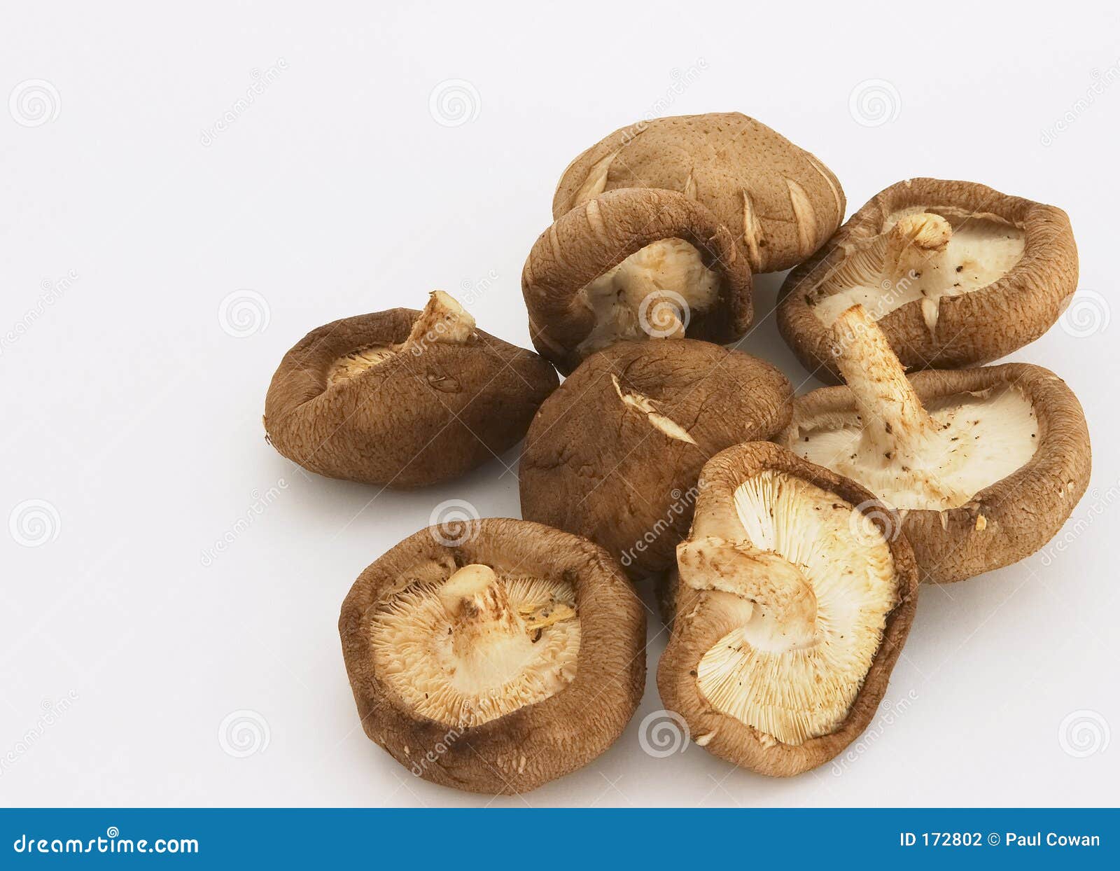 Shitake Mushrooms Royalty-Free Stock Photography | CartoonDealer.com ...