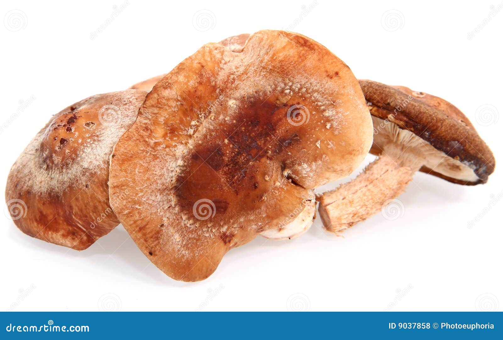Shitake Mushrooms stock photo. Image of vegetarian, nature - 9037858